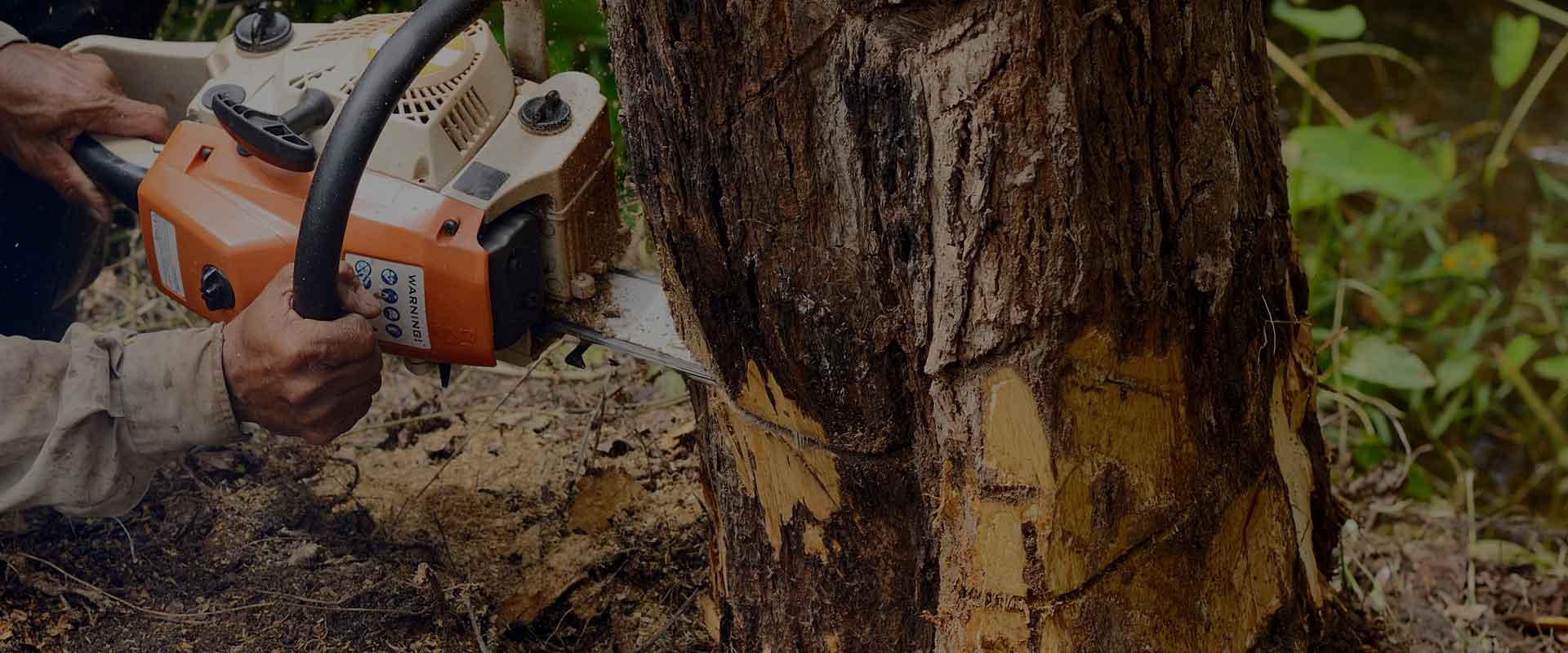 Tree Care & Planting Services, Tree Removal | DeClerk Tree Service Inc ...